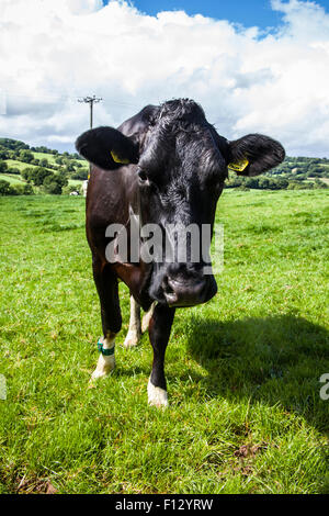 Cows near Dumpdon Hill a Iron Age hill fort near Honiton in Devon ...