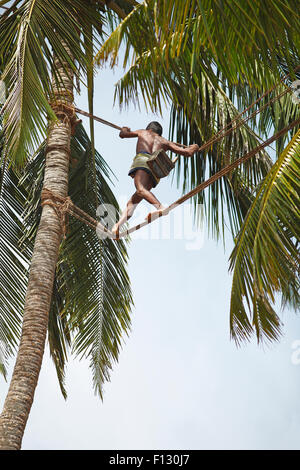 Toddy Tapper on coconut tree collecting palm juice, Wadduwa, Western ...
