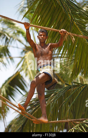 Toddy Tapper on coconut tree collecting palm juice, Wadduwa, Western ...