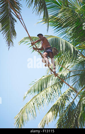 Toddy Tapper on coconut tree collecting palm juice, Wadduwa, Western ...