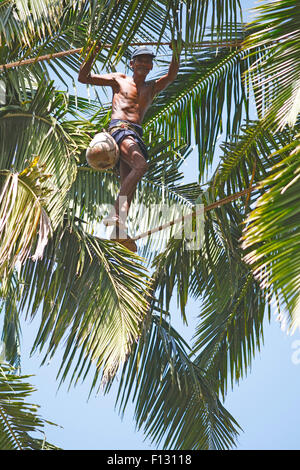 Toddy Tapper balancing on rope between coconut trees and collecting ...