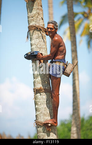 Toddy Tapper on coconut tree collecting palm juice, Wadduwa, Western ...