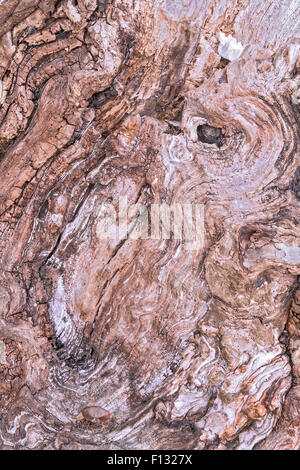 texture of the bark Stock Photo - Alamy