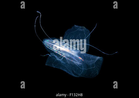 Sea walnut jellyfish (Mnemiopsis leidyi) underwater in the ...