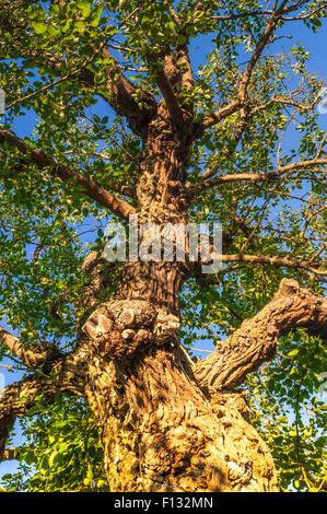 Ancient protected White Mulberry tree - Chassignelles, Yonne, France ...