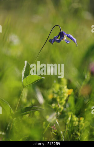 Non-climbing clematis, bush Stock Photo - Alamy