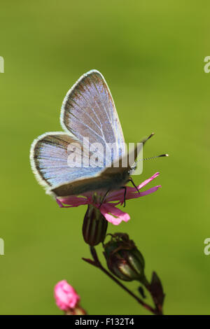 Blue butterfly, Lycaenidae, underside of wings Stock Photo - Alamy