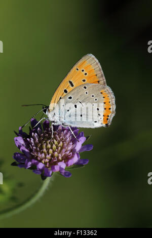 Large Copper Butterflies, Lycaena dispar, Small Copper Butterflies ...