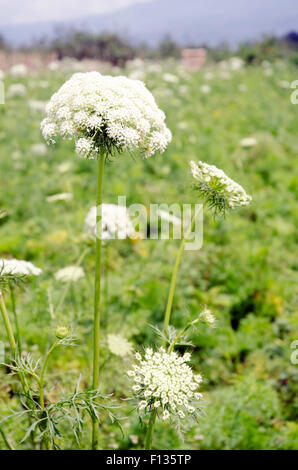 COMMON NAME: Wild carrot LATIN NAME: Daucus carota Stock Photo - Alamy