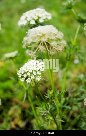 COMMON NAME: Wild carrot LATIN NAME: Daucus carota Stock Photo - Alamy