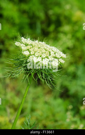 COMMON NAME: Wild carrot LATIN NAME: Daucus carota Stock Photo - Alamy
