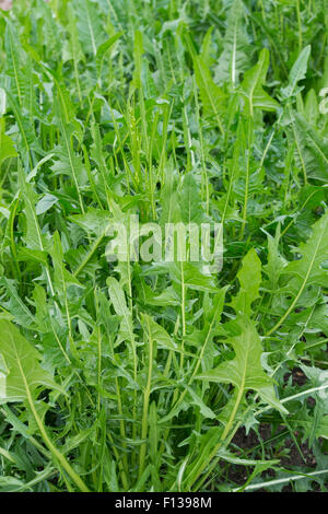 Chicory catalogna growing in a vegetable garden Stock Photo - Alamy