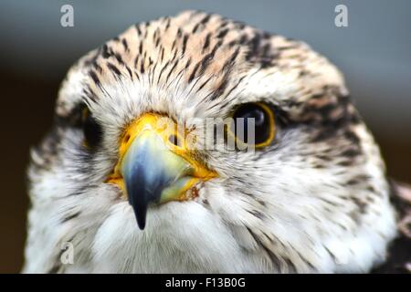 Saker falcon head shot Stock Photo - Alamy
