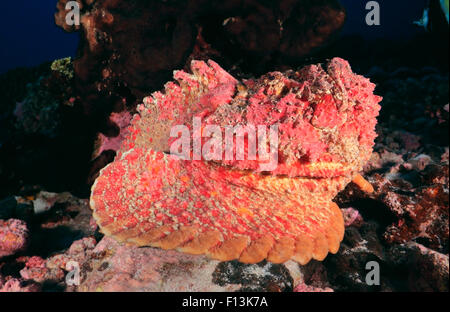 BIG STONEFISH WAITING QUIET IN CORAL REEF CLEAR BLUE WATER Stock Photo ...