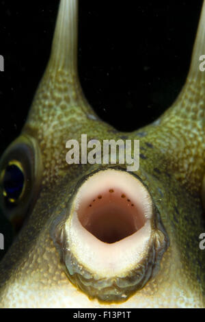 Underwater view of a cowfish, close up, Eleuthera, Bahamas Stock Photo ...