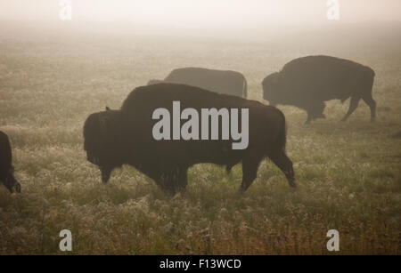 Wild buffalo roaming Yellowstone Stock Photo - Alamy