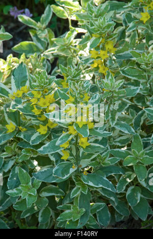 lysimachia punctata alexander perennial yellow flower bloom blossom ...
