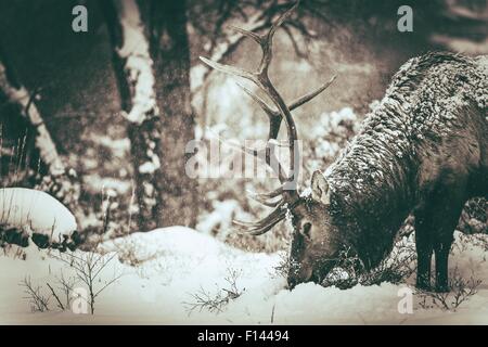 Lonely Elk in Winter. Colorado Elk Closeup. North American Wildlife ...