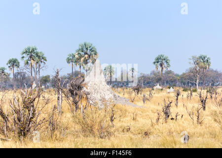 scrubland and savannah in southern africa Stock Photo - Alamy
