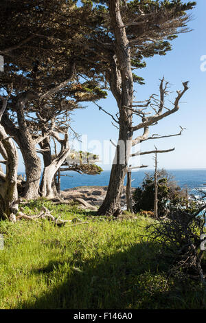 Weathered trees in Point Lobos Stock Photo - Alamy