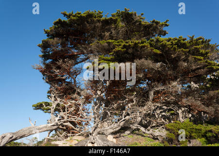 Weathered cypress trees in Point Lobos Stock Photo - Alamy