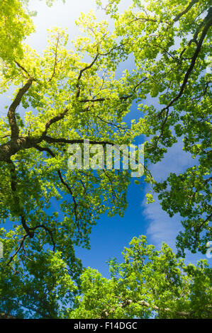 crown of trees under blue sky in the forest Stock Photo - Alamy