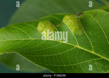 Walnut Erineum Mite, Walnut Leaf Gall Mite, walnut blister mite ...