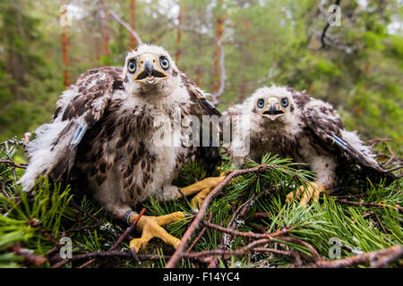 Northern Goshawk (Accipiter gentilis) nesting in Japan Stock Photo - Alamy