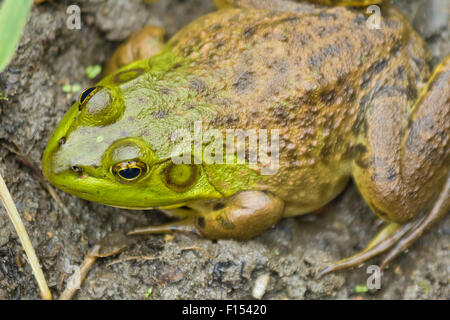 Muddy green bull frog resting in its natural habitat Stock Photo - Alamy