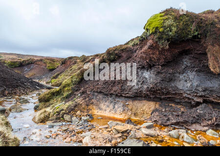 Peatland gully or grough with peat hags on moorland at Kinder Scout ...