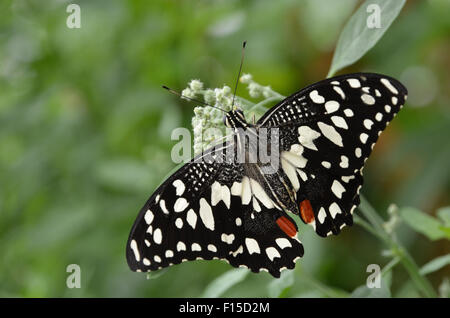 Papilio demoleus . Lime butterfly wing pattern Stock Photo - Alamy