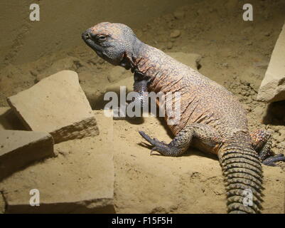 North African Spiny Dabb lizard (Uromastyx acanthinura) aka North ...