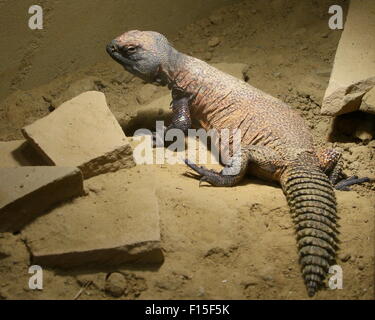 North African Spiny Dabb lizard (Uromastyx acanthinura) aka North ...