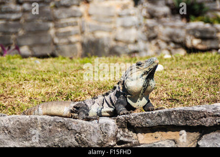 Garrobo Lizard - Mexican Spiny Tailed Iguana, Ctenosayra pectinata ...