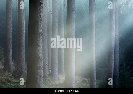 Morning Haze in the Coniferus Forest, Harz, Lower Saxony, Germany Stock ...