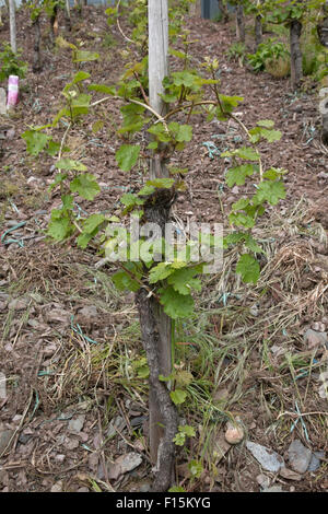 Vines at Urzig on steep slopes of Mosel River Valley Germany Stock ...