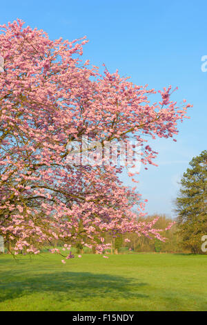 Cherry tree blooming in early spring Stock Photo - Alamy
