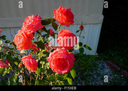 Coral rose flower in roses garden. Top view. Soft focus Stock Photo - Alamy