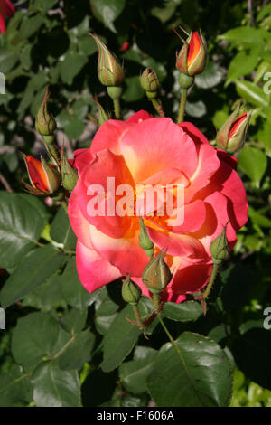 Rose buds and leaves in yellow water in bath Stock Photo - Alamy
