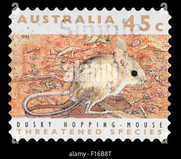 Dusky Hopping Mouse (Notomys fuscus), Fam. Muridae, A rare arid zone ...