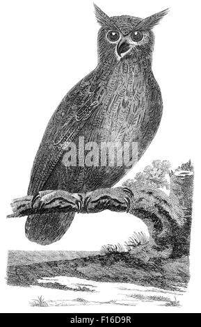 The owl, vintage engraved illustration. From Buffon Complete Work Stock ...