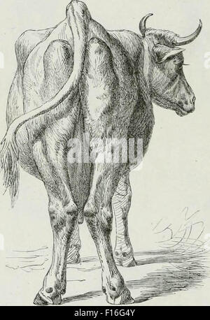 Studies of Cattle Stock Photo - Alamy