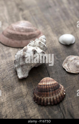Sea shells on a old wooden table Stock Photo - Alamy
