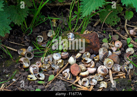 Close up broken snail shell Stock Photo - Alamy