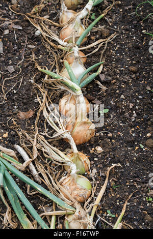 Spring onions grown in vegetable garden plots, Organically grown onions ...