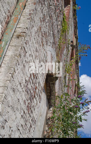 buddleia and derelict building Stock Photo - Alamy