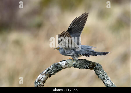 Cuckoo (Cuculus canorus) male taking off, UK Stock Photo - Alamy