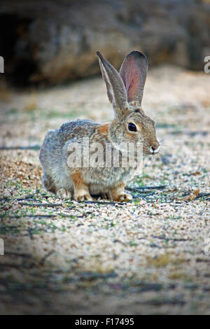 Cottontail Rabbit in the Mojave Desert, California Stock Photo - Alamy