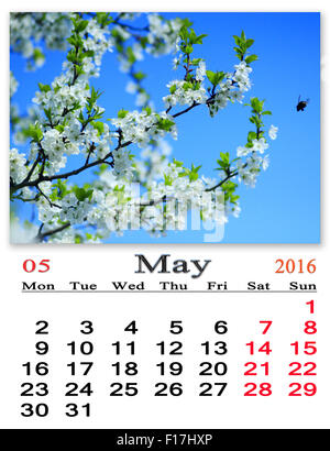 calendar for May 2016 with white blooming apple tree Stock Photo - Alamy