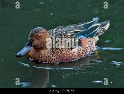 Male Teal in eclipse plumage, RSPB Titchwell Marsh Nature Reserve ...